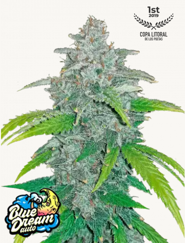 F2F Original Blue Dream Auto | Green Temple